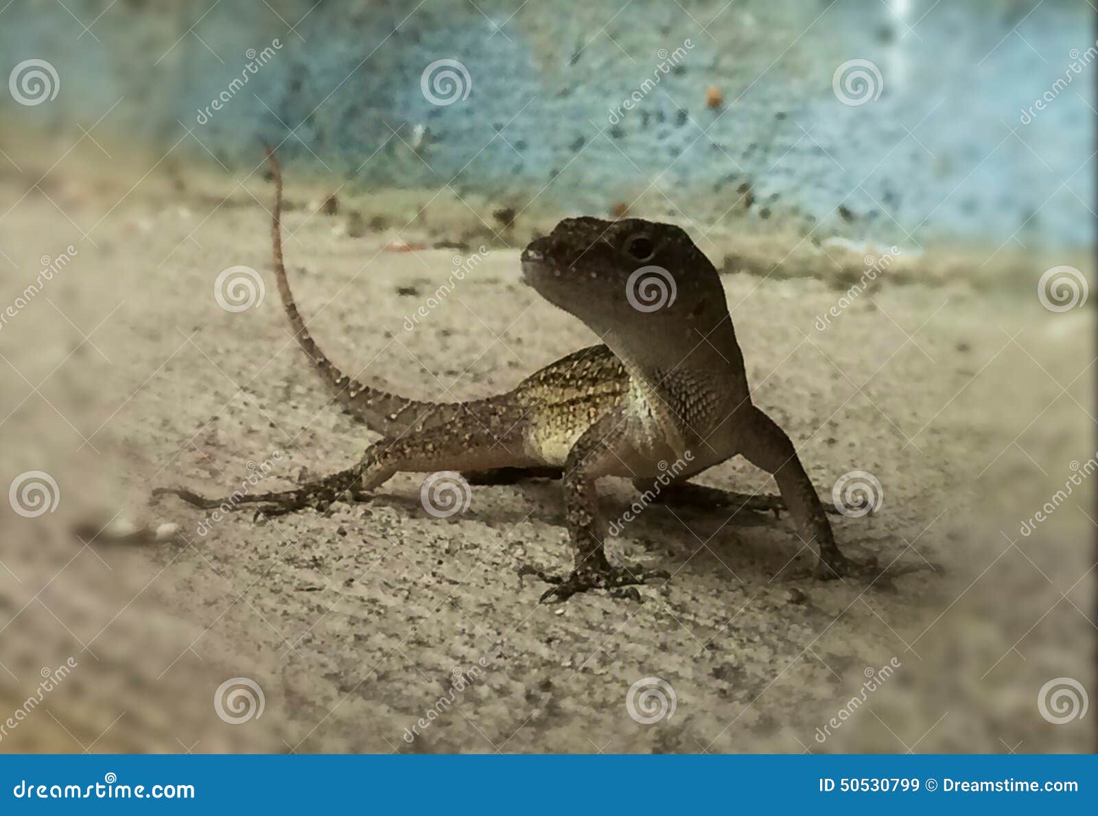 Izzy stock image. Image of geico, reptile, lizard, dinosaur - 50530799