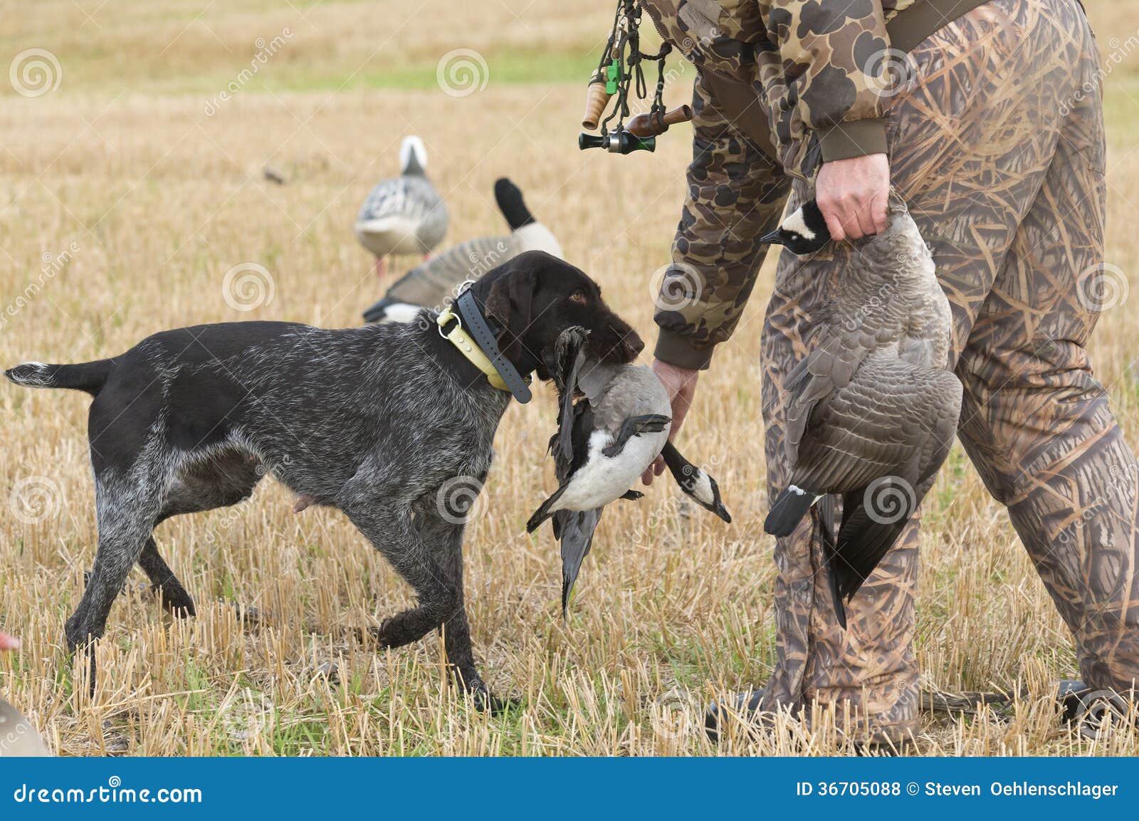 Jäger mit seinem Hund stockfoto. Bild von oktober, abrufen - 36705088