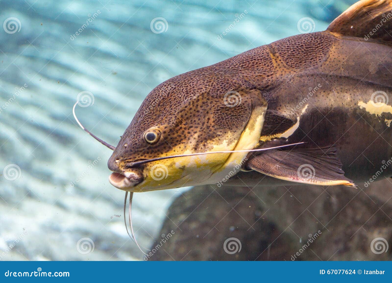 Jätte- Kattfisk, Medan Dyka Arkivfoto - Bild av livstid, jakt: 67077624