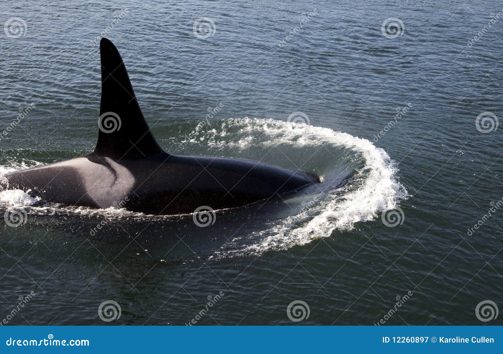 J Pod Orca stock image. Image of killer, resident, whale - 12260897