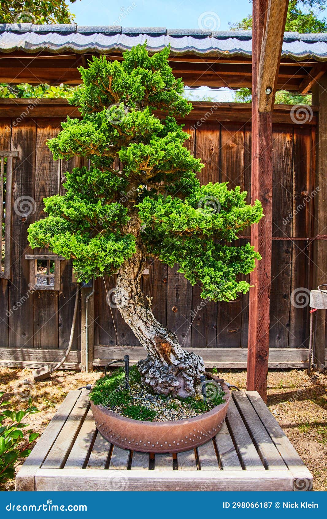 J-shaped Miniature Bonsai Tree on Table with Wooden Wall Background ...