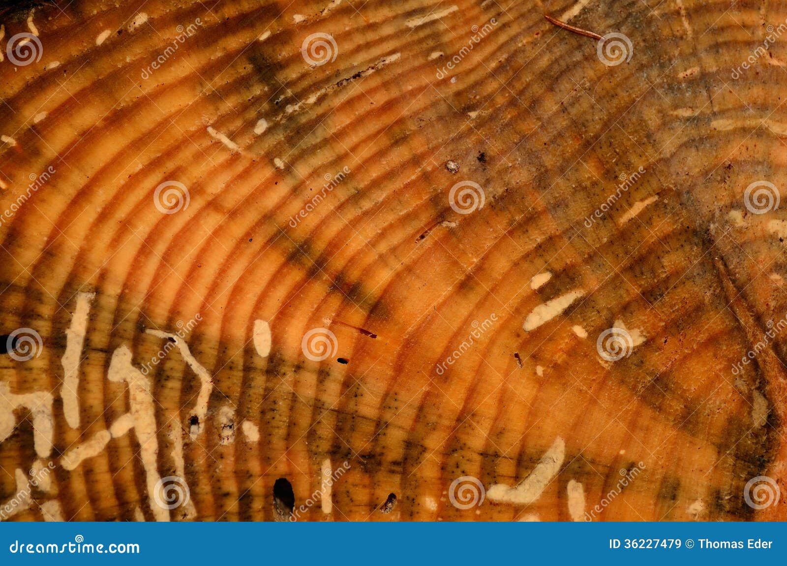 Jaarring van boom stock afbeelding. Image of landschap - 36227479