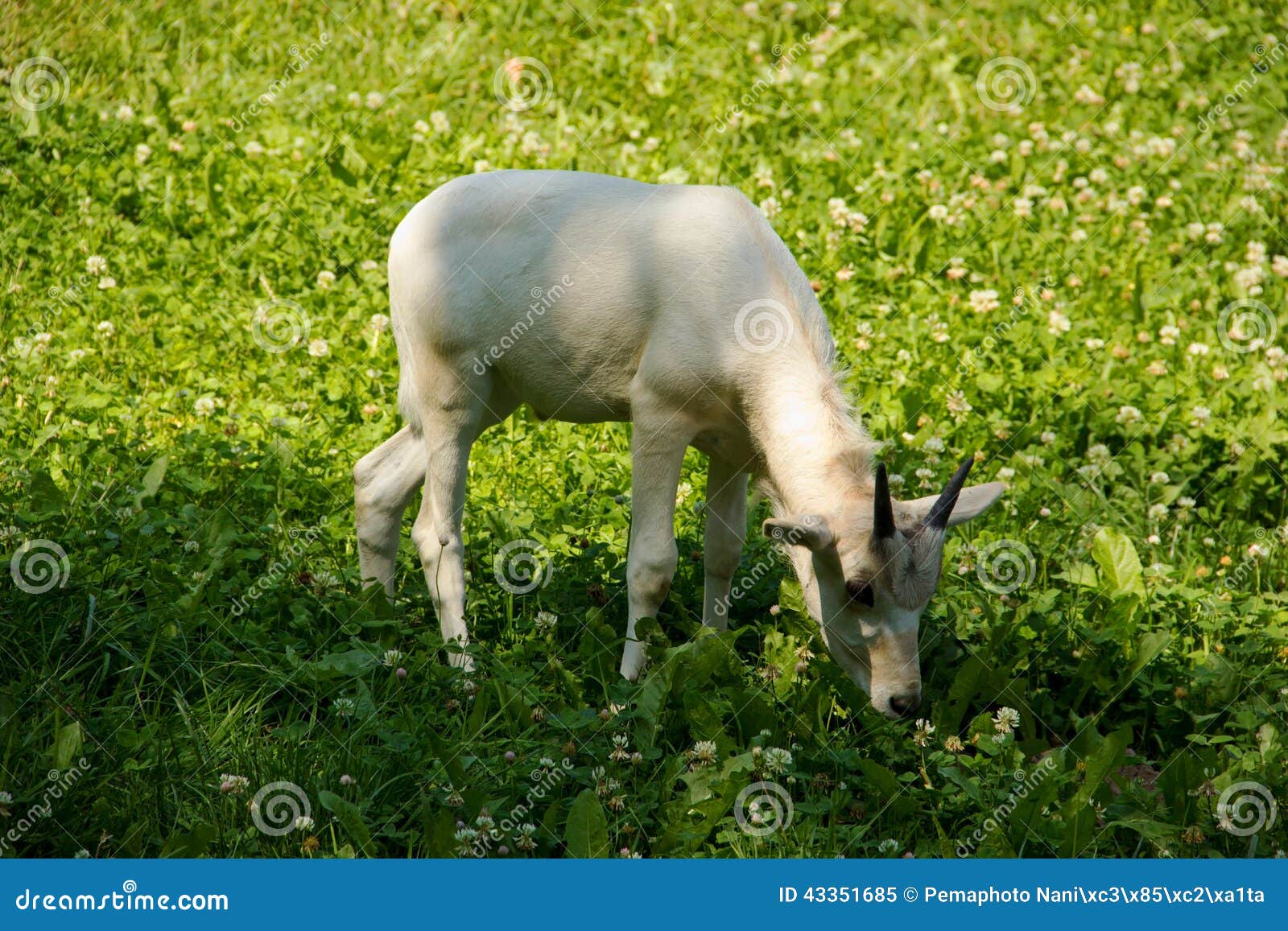 Jaat Goat Nestling stock image. Image of ungulate, puppy - 43351685
