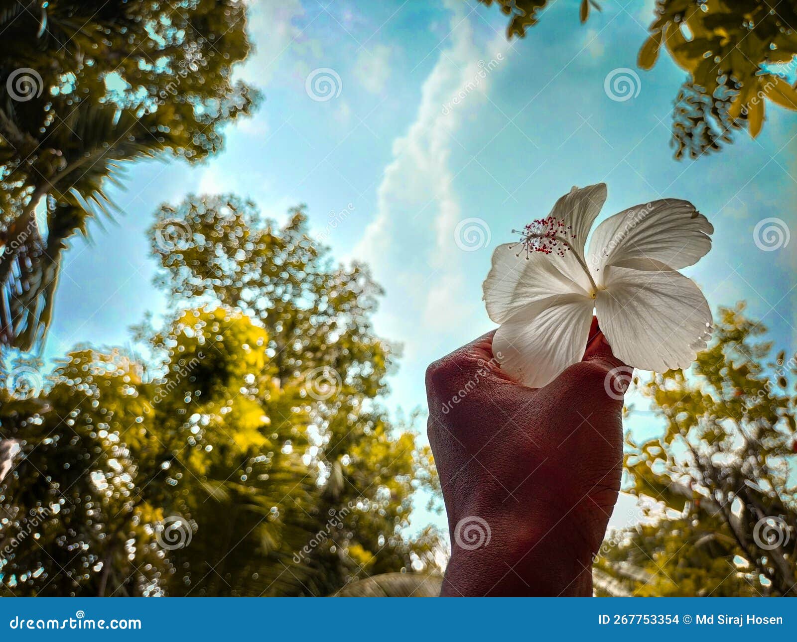 Jaba flower stock photo. Image of petal, produce, leaf - 267753354