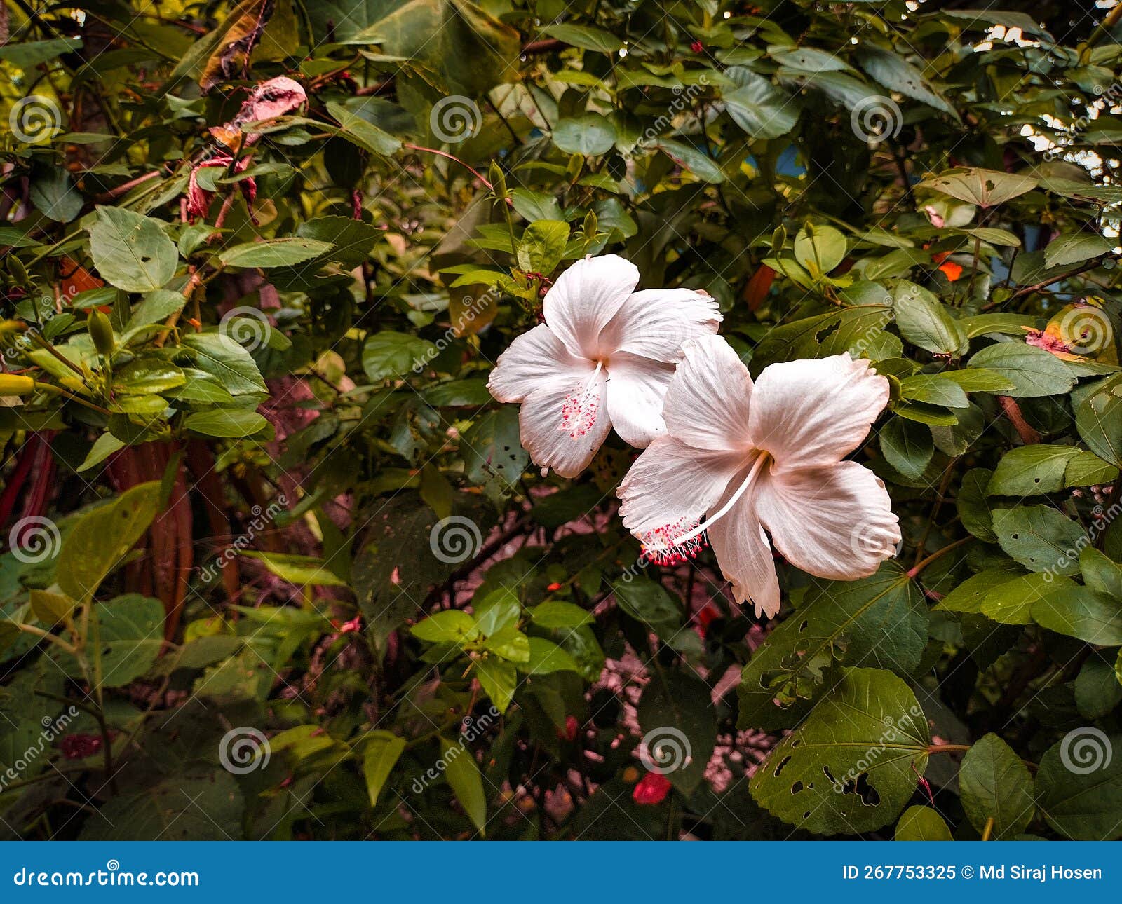 Jaba flower stock image. Image of shrub, flower, yellow - 267753325