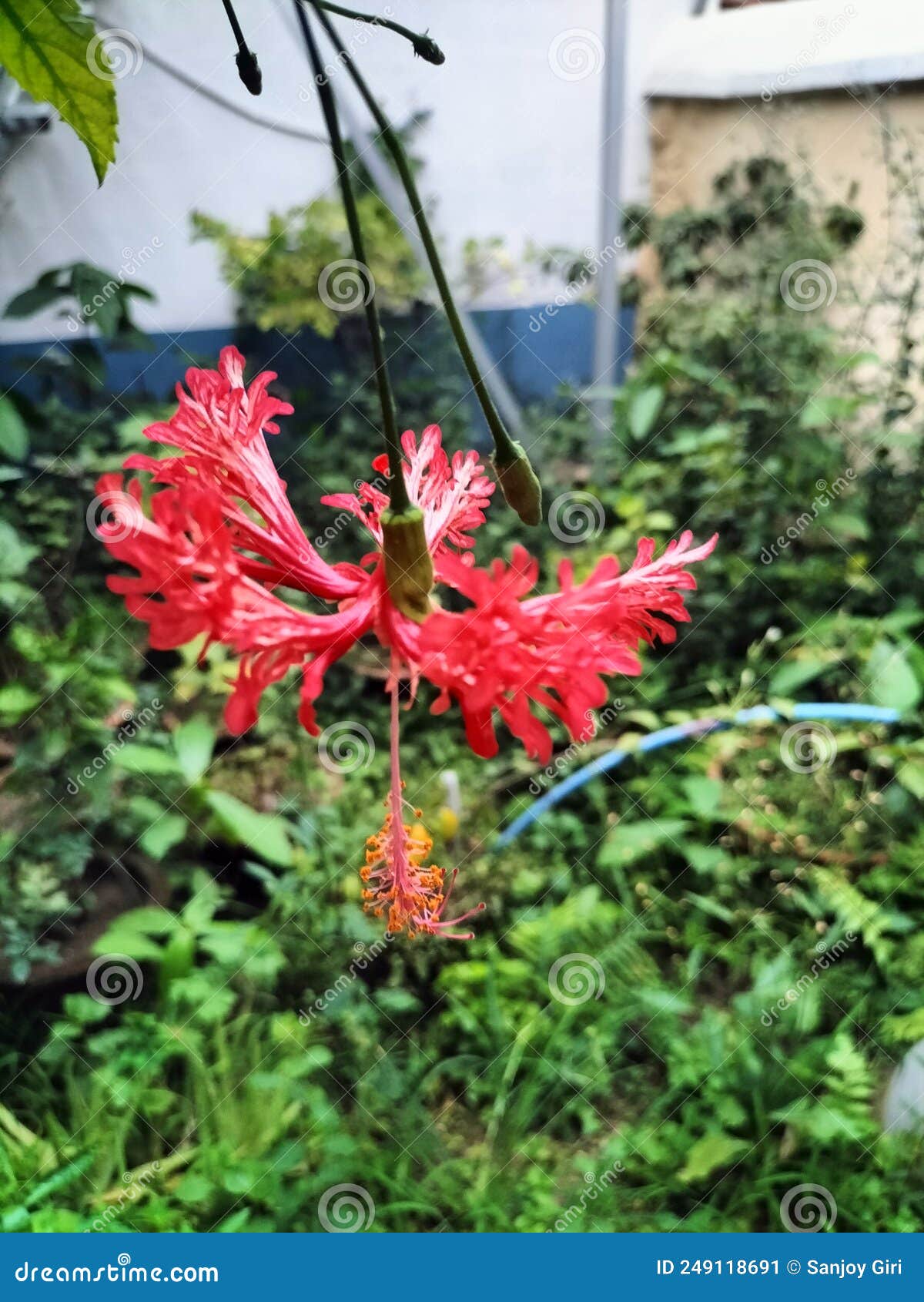 This is JABA FLOWER in MY HOME GARDEN Stock Image - Image of green ...