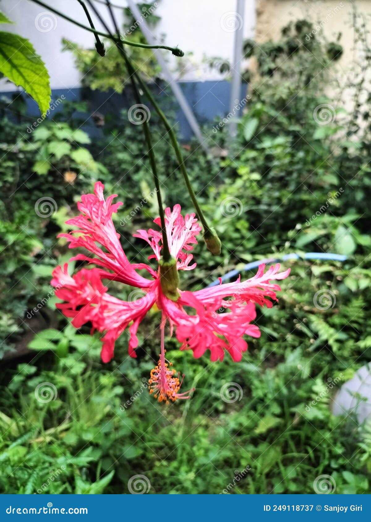JABA FLOWER MY HOOME GARDEN Stock Image - Image of yard, flower: 249118737