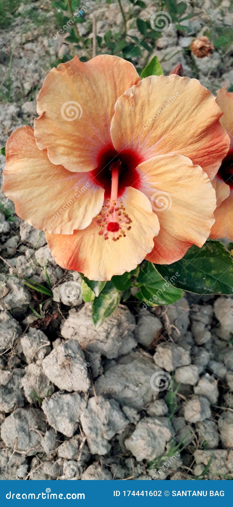 A Jaba Flowers on Sunlight Looking so Beautiful Stock Photo - Image of ...