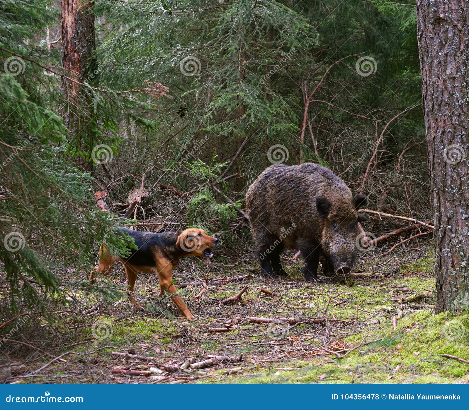 178 Jabali Perro Fotos de stock - Fotos libres de regalías de Dreamstime