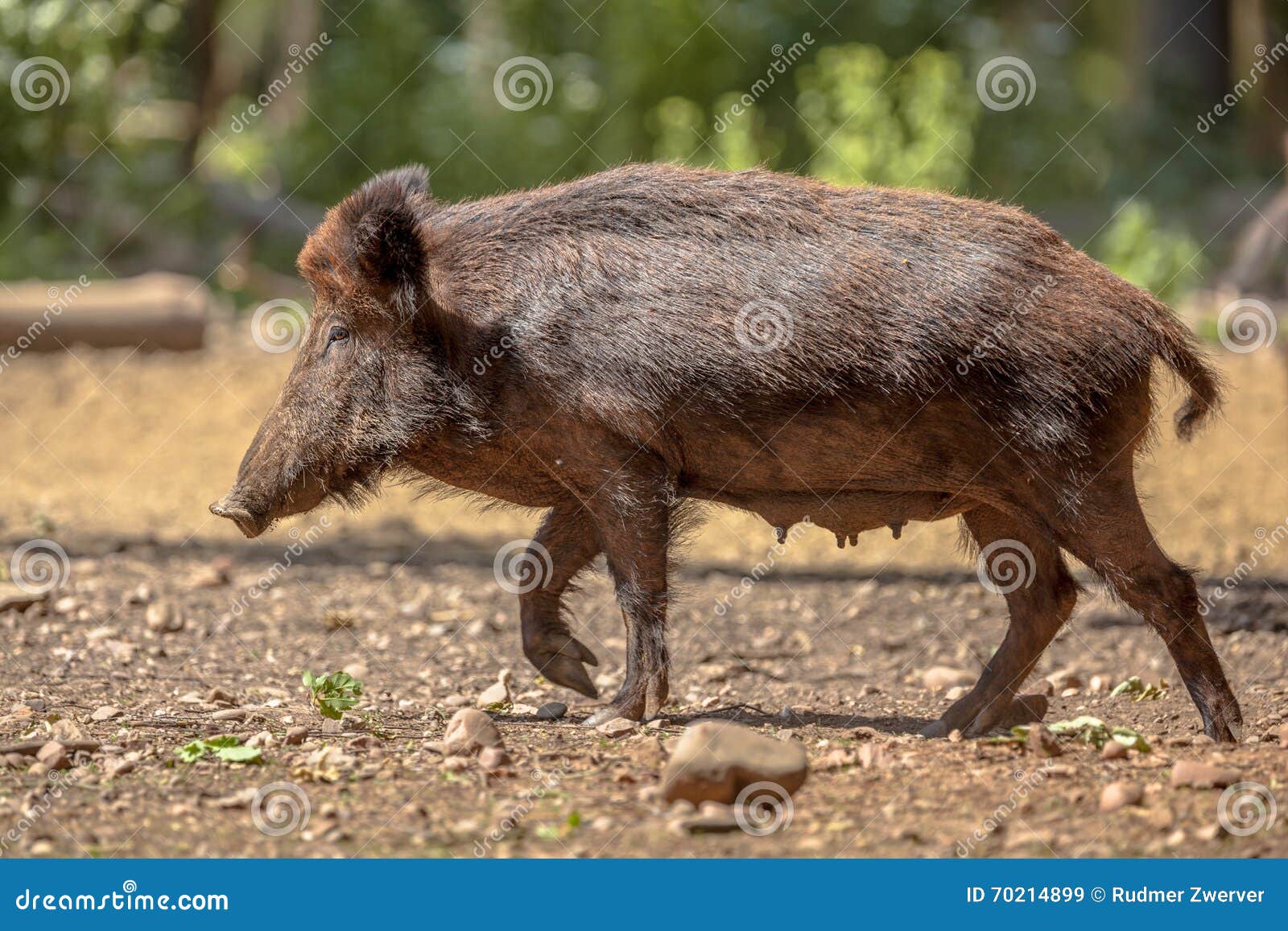 Jabali Perro Fotos de stock - Fotos libres de regalías de Dreamstime