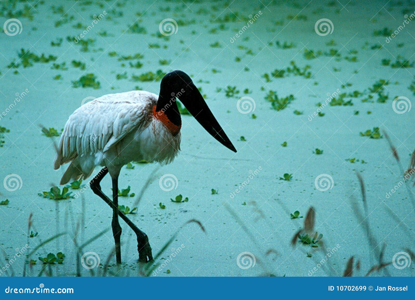 Jabiru stock image. Image of water, fauna, exotic, amazon - 10702699