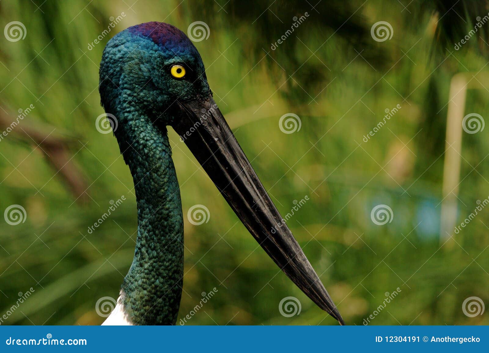 Jabiru stock image. Image of purple, jabiru, yellow, long - 12304191