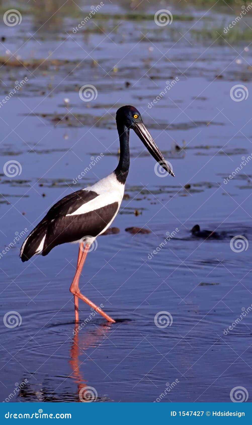Jabiru stock image. Image of australia, stork, birds, beautiful - 1547427