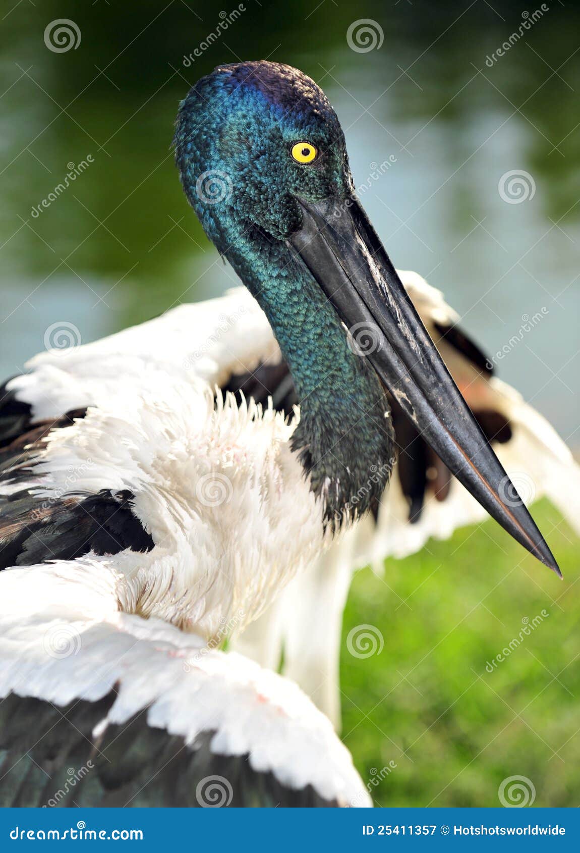 Jabiru or Black Headed Stork, Australia Stock Image - Image of beack ...