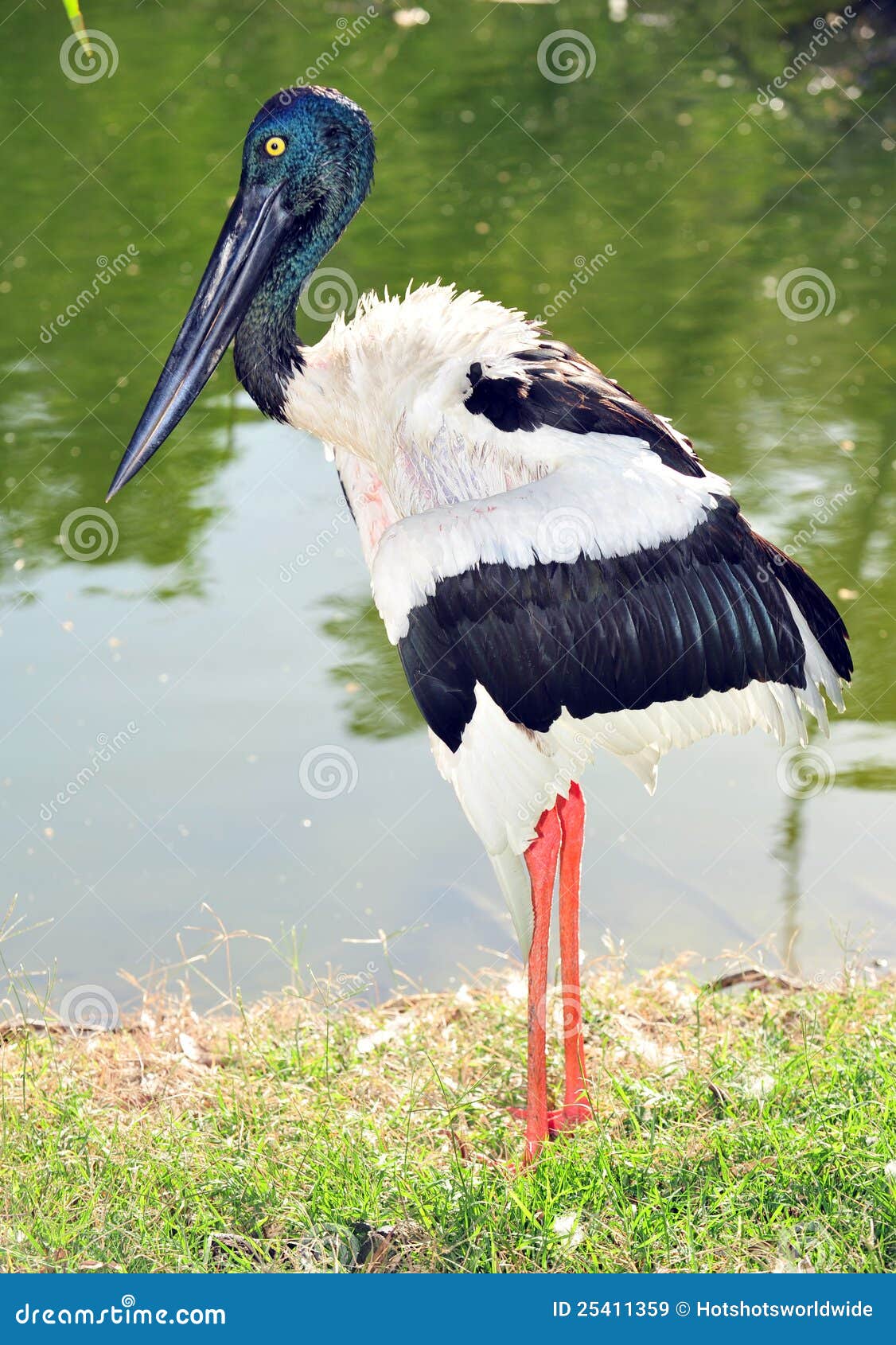 Jabiru or Black Headed Stork, Australia Stock Image - Image of jabiru ...