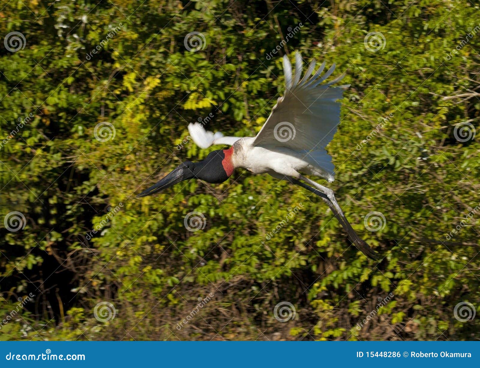 Jabiru flying stock photo. Image of long, wings, water - 15448286