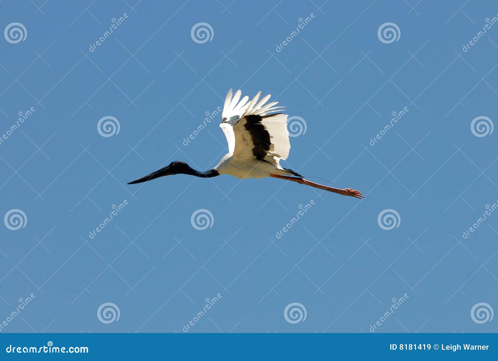 Jabiru Flying stock image. Image of blue, stretch, glide - 8181419