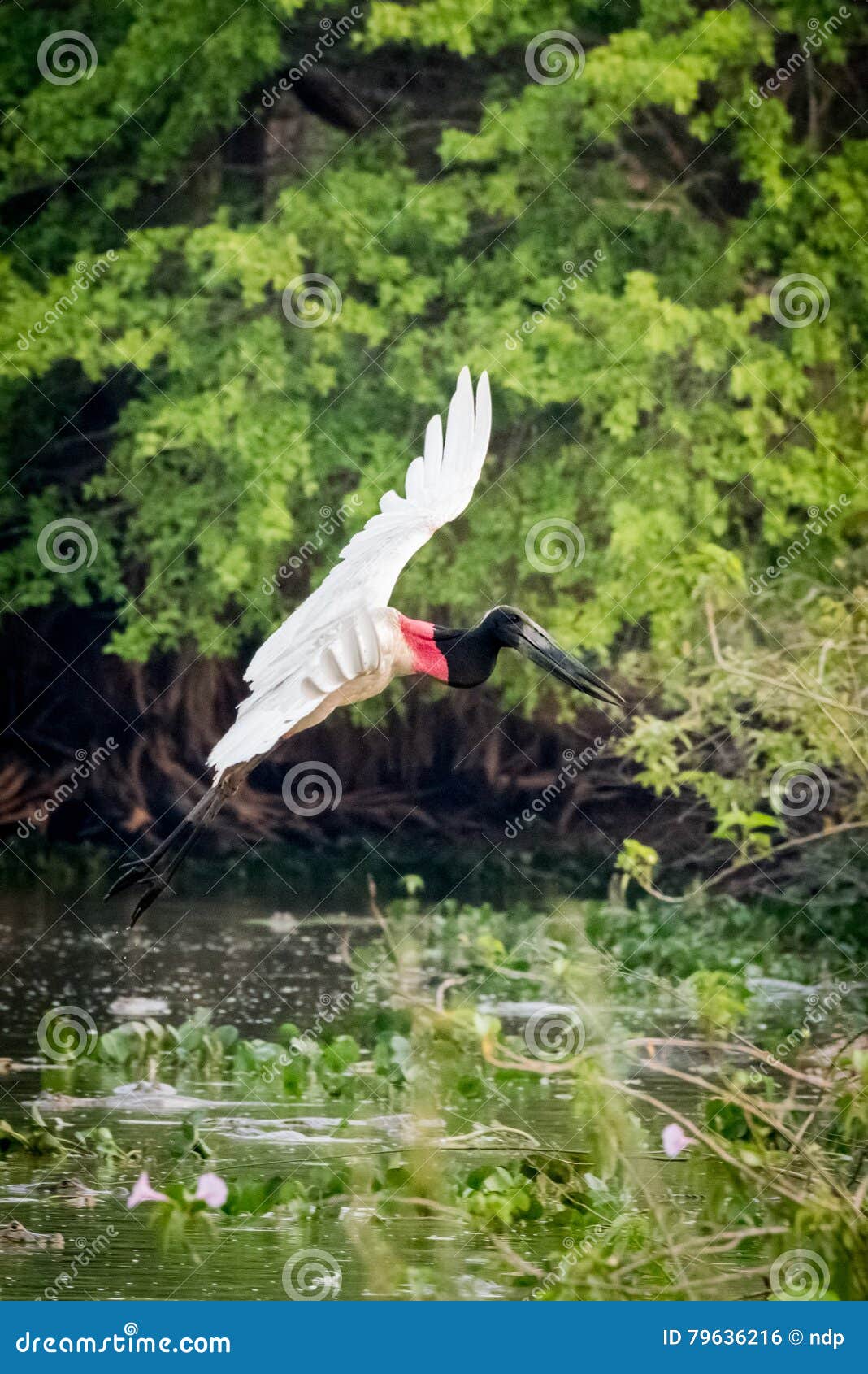 Flying Jabiru Stork Isolated On White Background Stock Photo ...