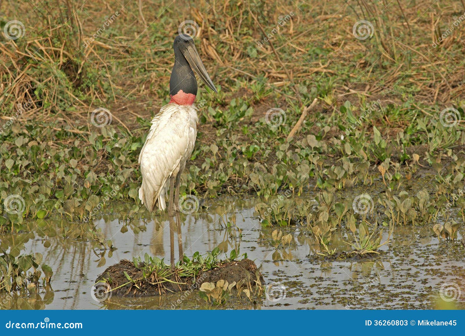 Jabiru, mycteria de Jabiru image stock. Image du animal - 36260803