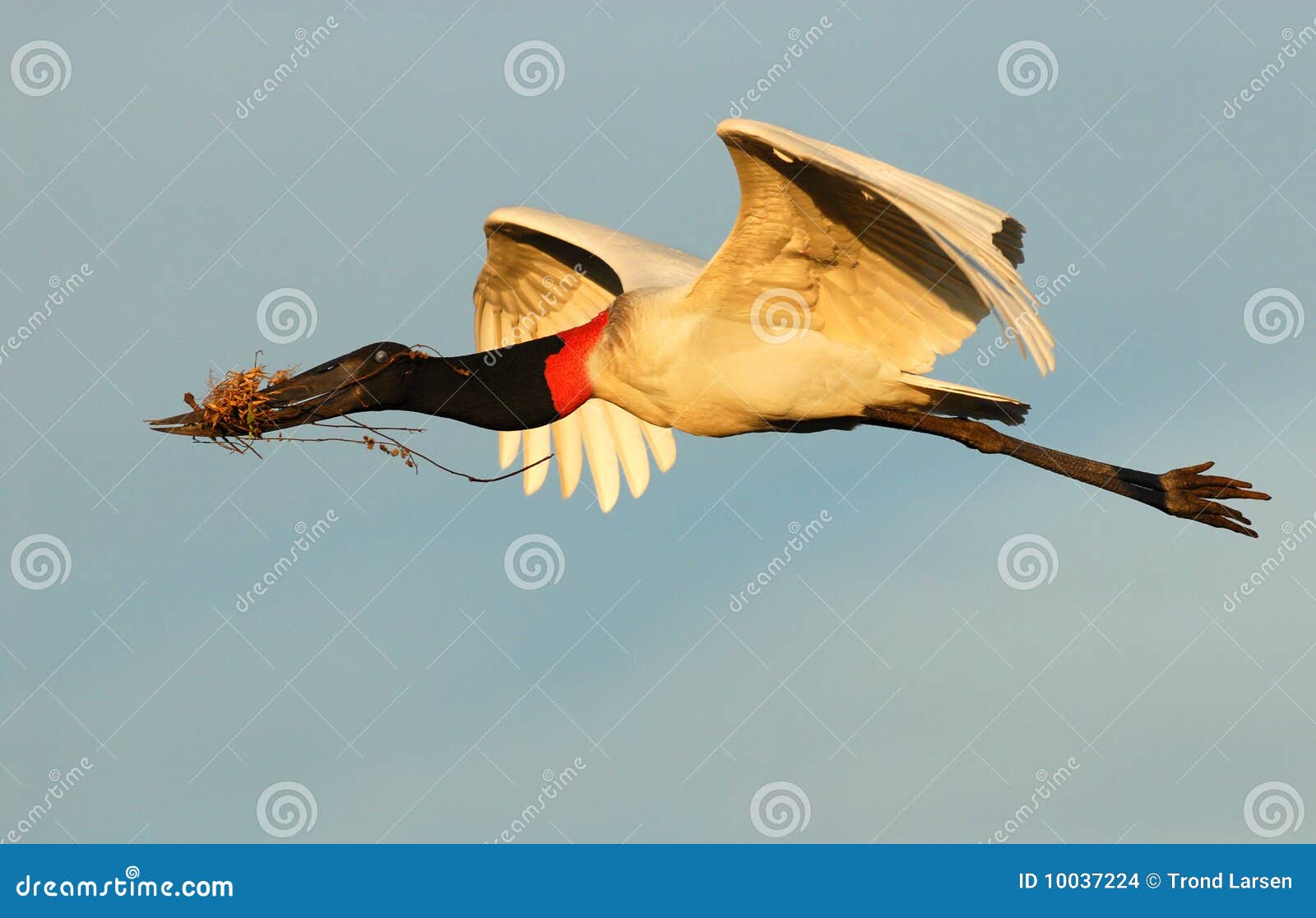 Jabiru Stork Fly. Jabiru, Jabiru Mycteria, Black And White Bird In The ...
