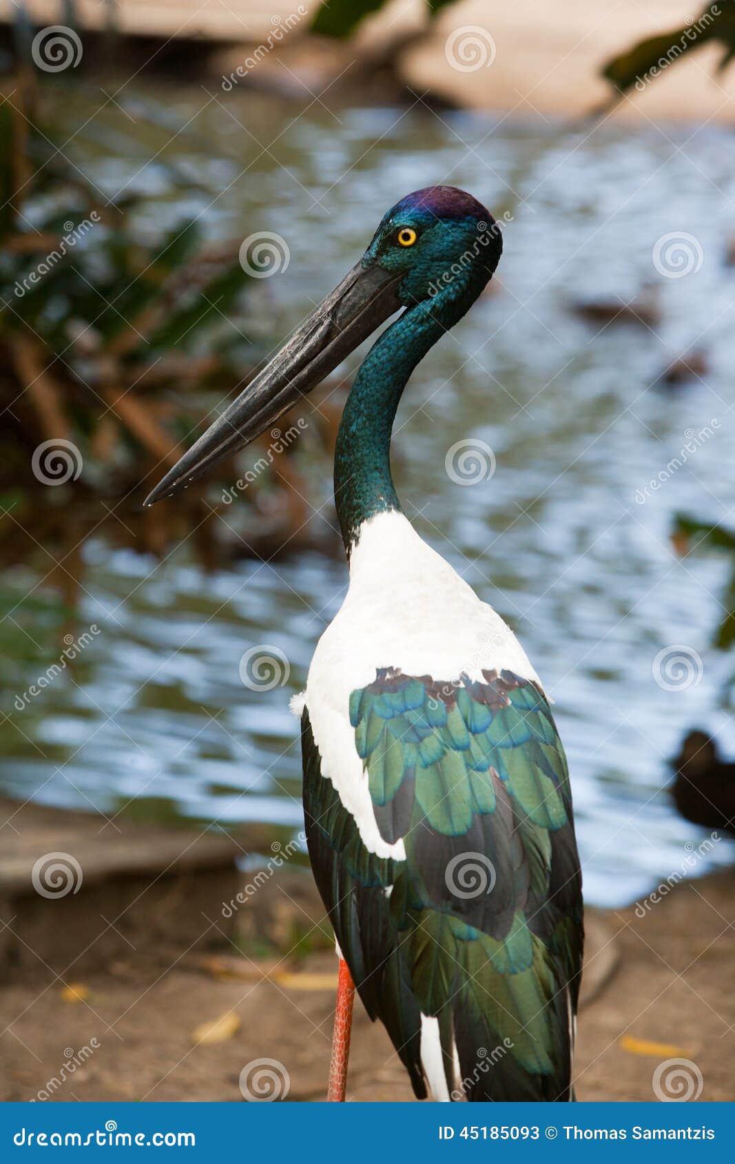 Jabiru stork stock image. Image of avian, wildlife, animals - 45185093
