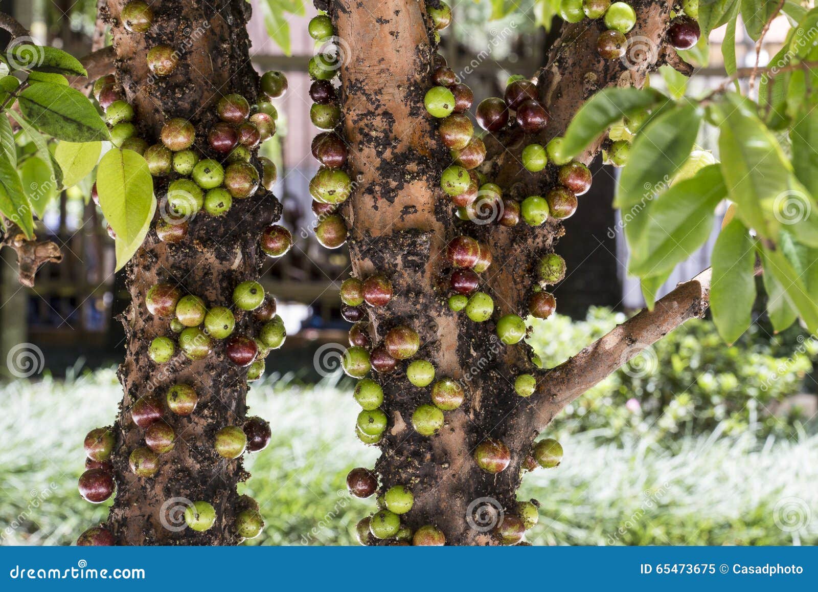 Jaboticaba image stock. Image du tropical, mûr, nourriture - 65473675