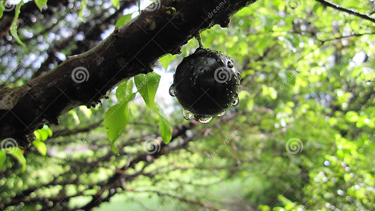 Brazilian Grape Tree, Jaboticaba, Jabotica, Jabuticabeira, Guaperu ...