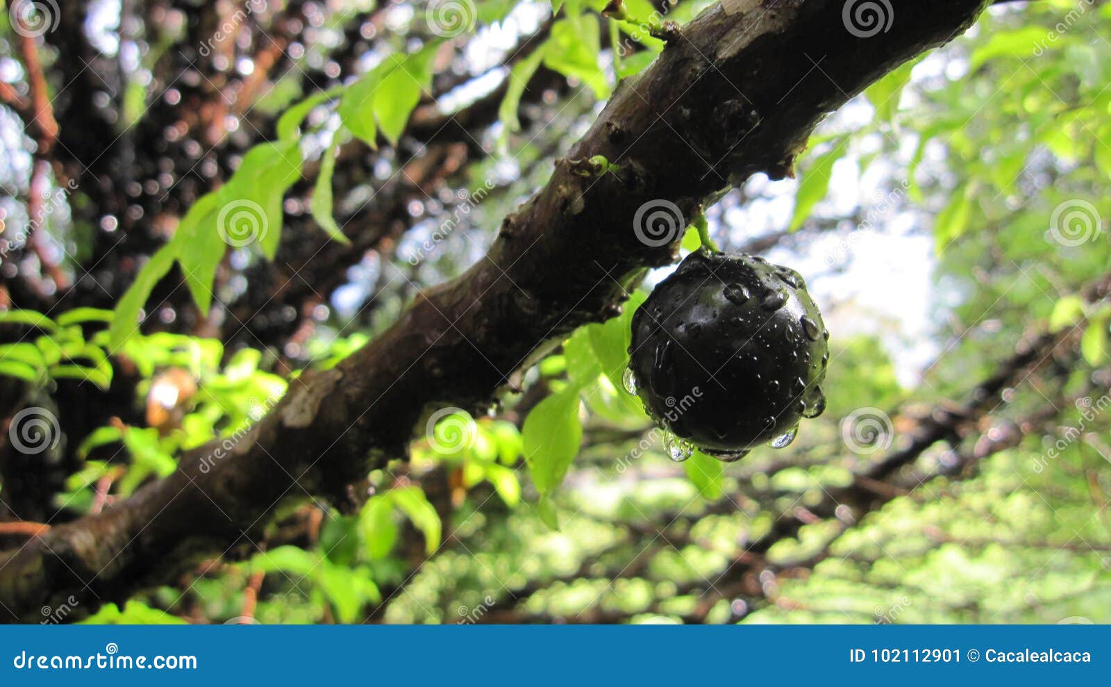 Brazilian Grape Tree, Jaboticaba, Jabotica, Jabuticabeira, Guaperu ...