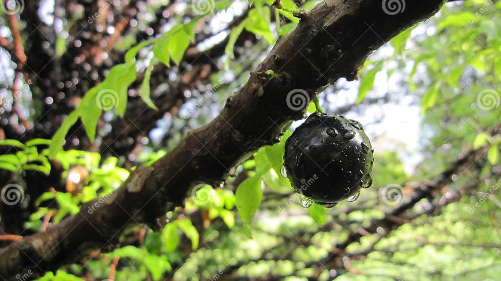 Brazilian Grape Tree, Jaboticaba, Jabotica, Jabuticabeira, Guaperu ...