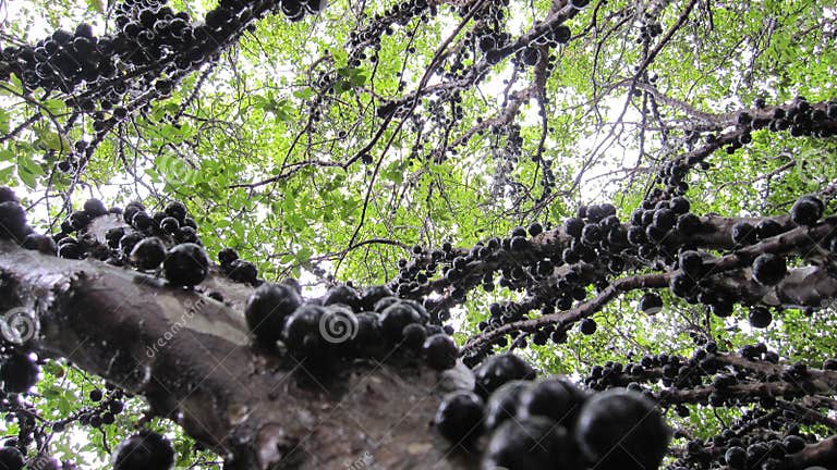Brazilian Grape Tree, Jaboticaba, Jabotica, Jabuticabeira, Guaperu ...