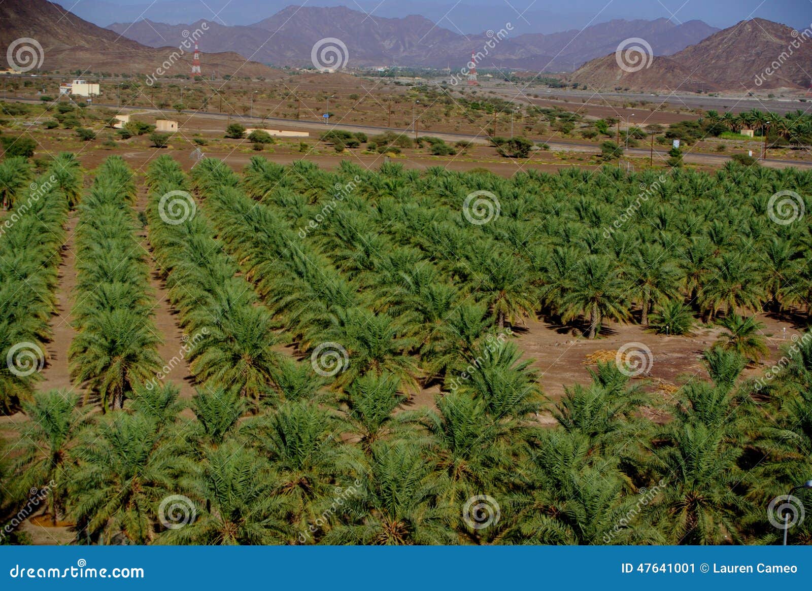 Jabrin Date Palms, Oman stock image. Image of field, view - 47641001