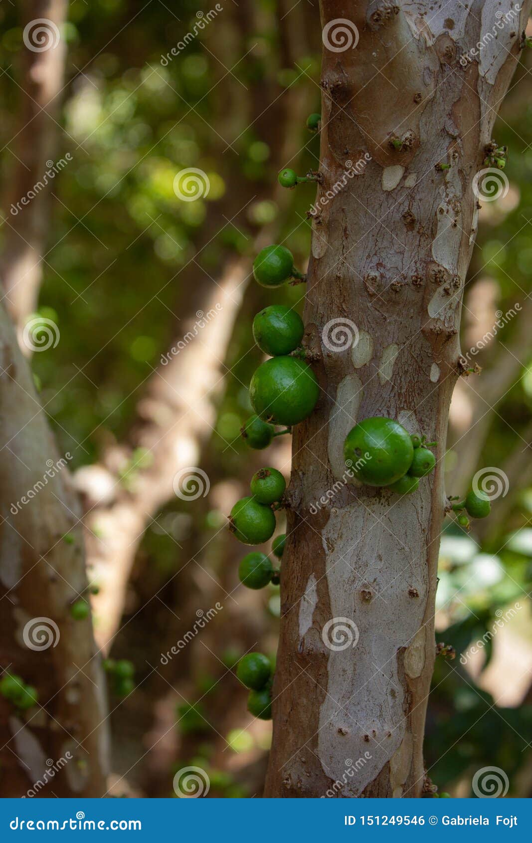 Jabuticaba Fruit On Tree, South Florida Royalty-Free Stock Photo ...