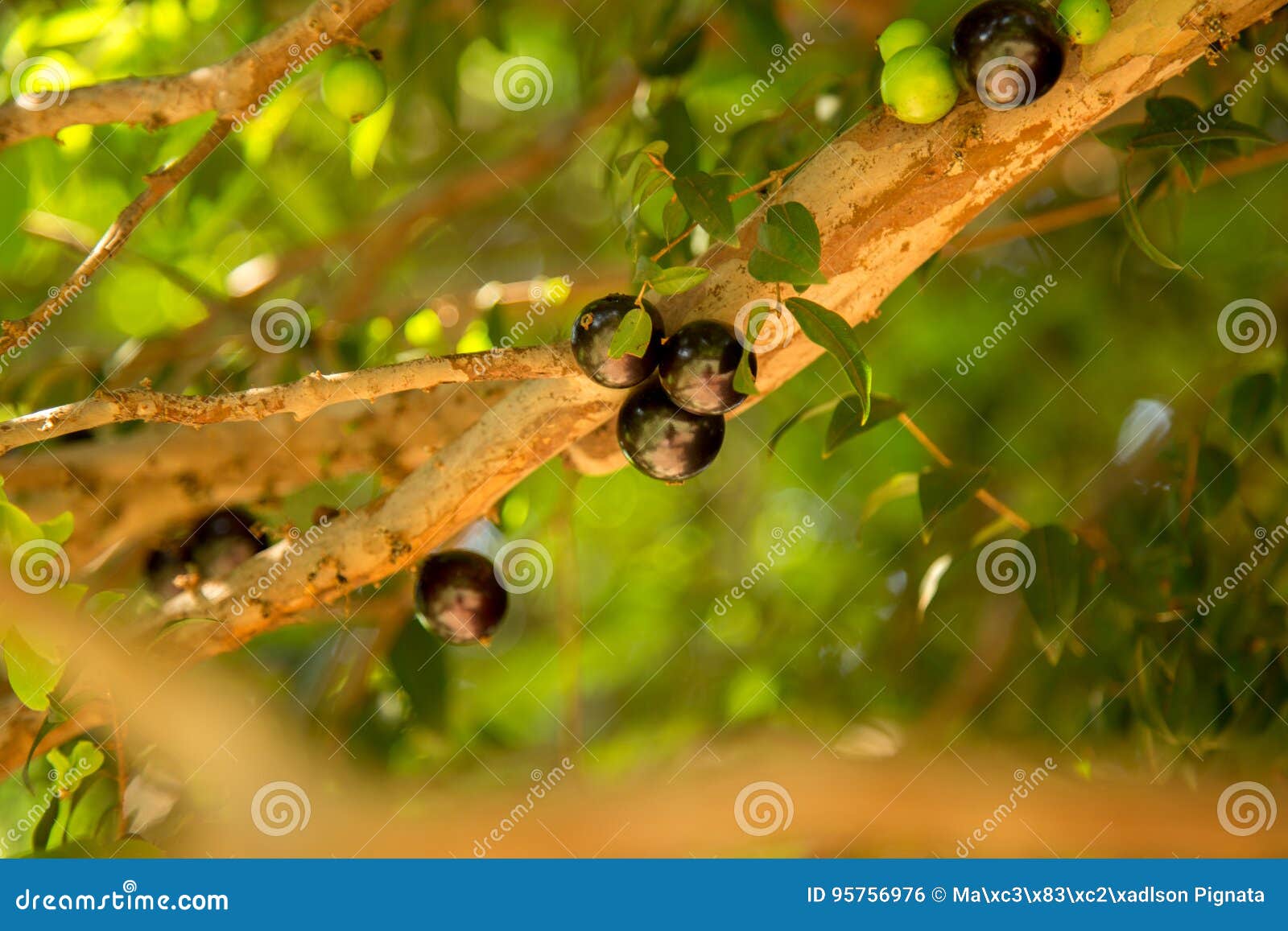 Jabuticaba Fruit Tropical Tree Stock Photo - Image of healthy, wood ...
