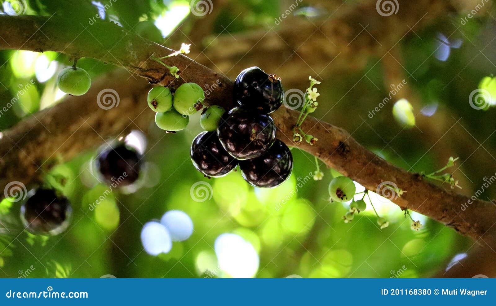 Jabuticaba stock photo. Image of fruit, native, sheets - 201168380