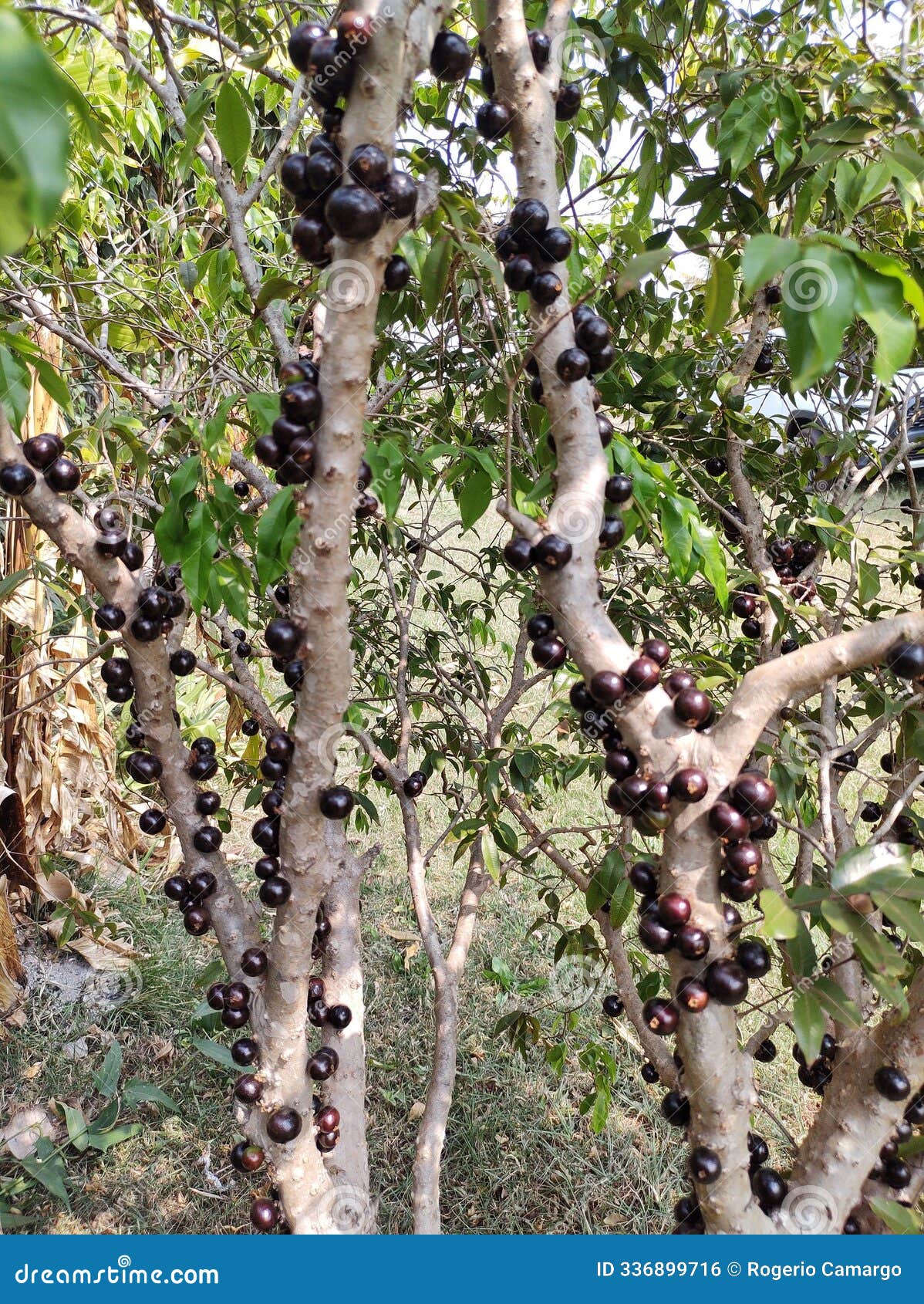 Jabuticaba Tree In Vase At The Beginning Of Flowering With Green And ...
