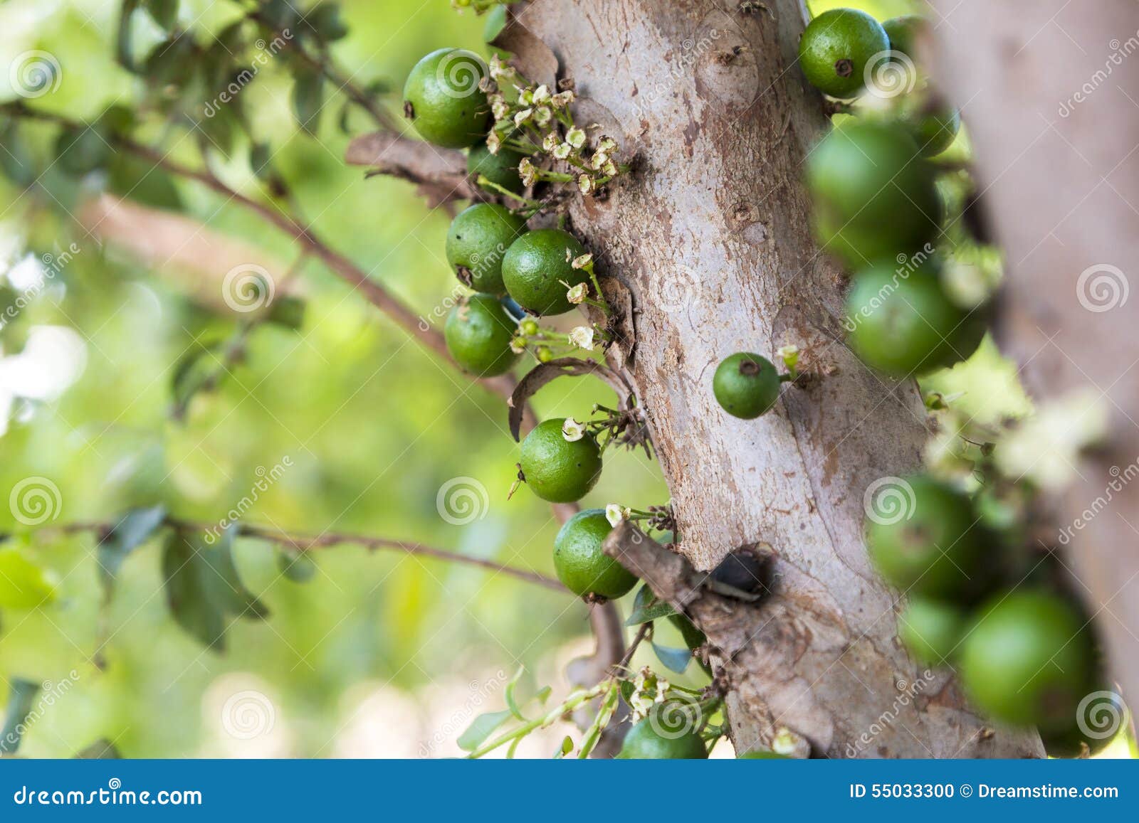 Jabuticabeira tree stock photo. Image of green, jabuticaba - 55033300