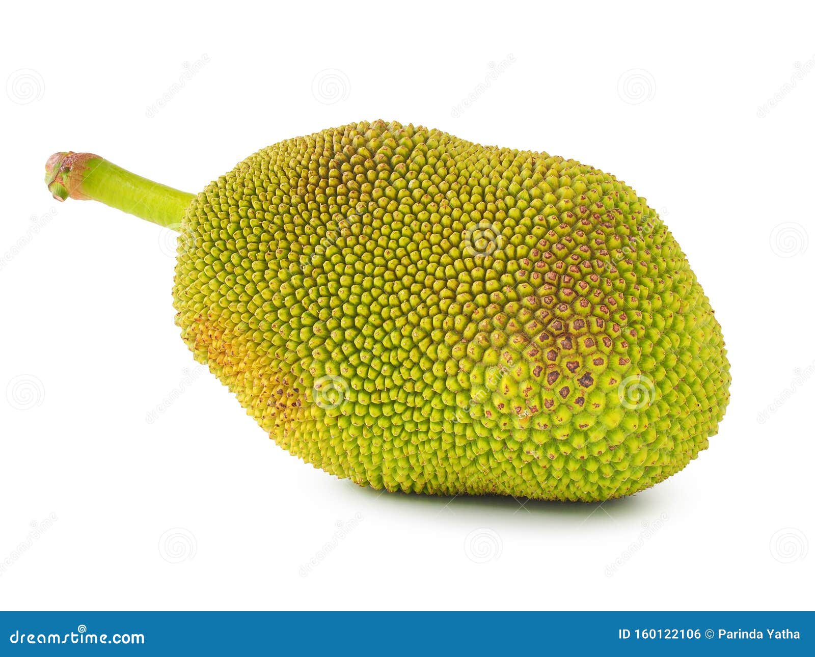 Jaca Entera Aislada En Blanco Foto de archivo - Imagen de asia, maduro ...