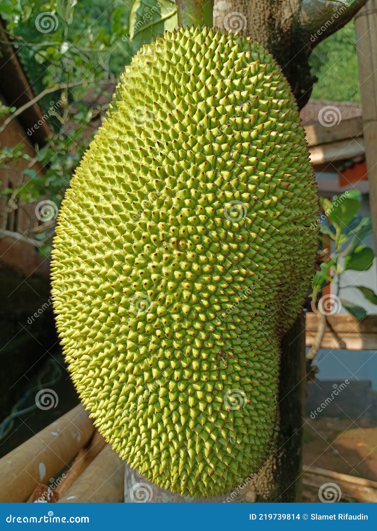 Jaca foto de archivo. Imagen de flor, producto, hoja - 219739814