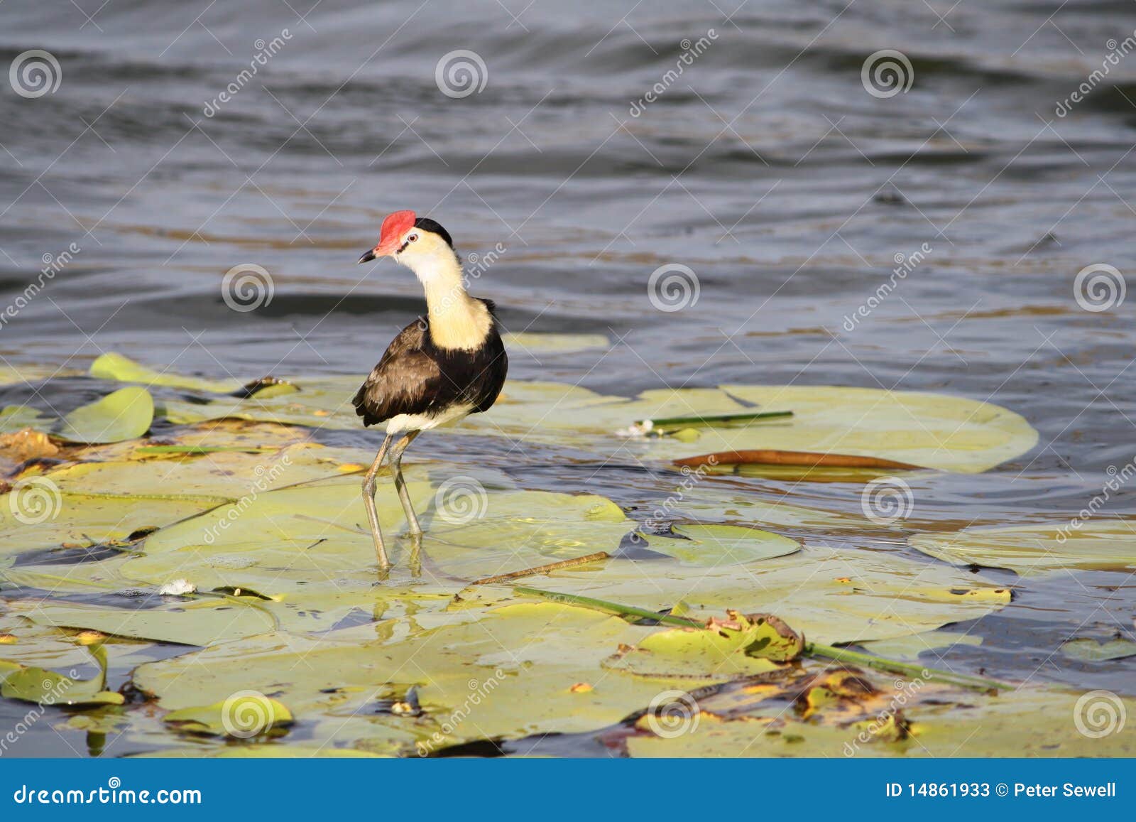 Jacana bird stock image. Image of jesusbird, jacana, green - 14861933