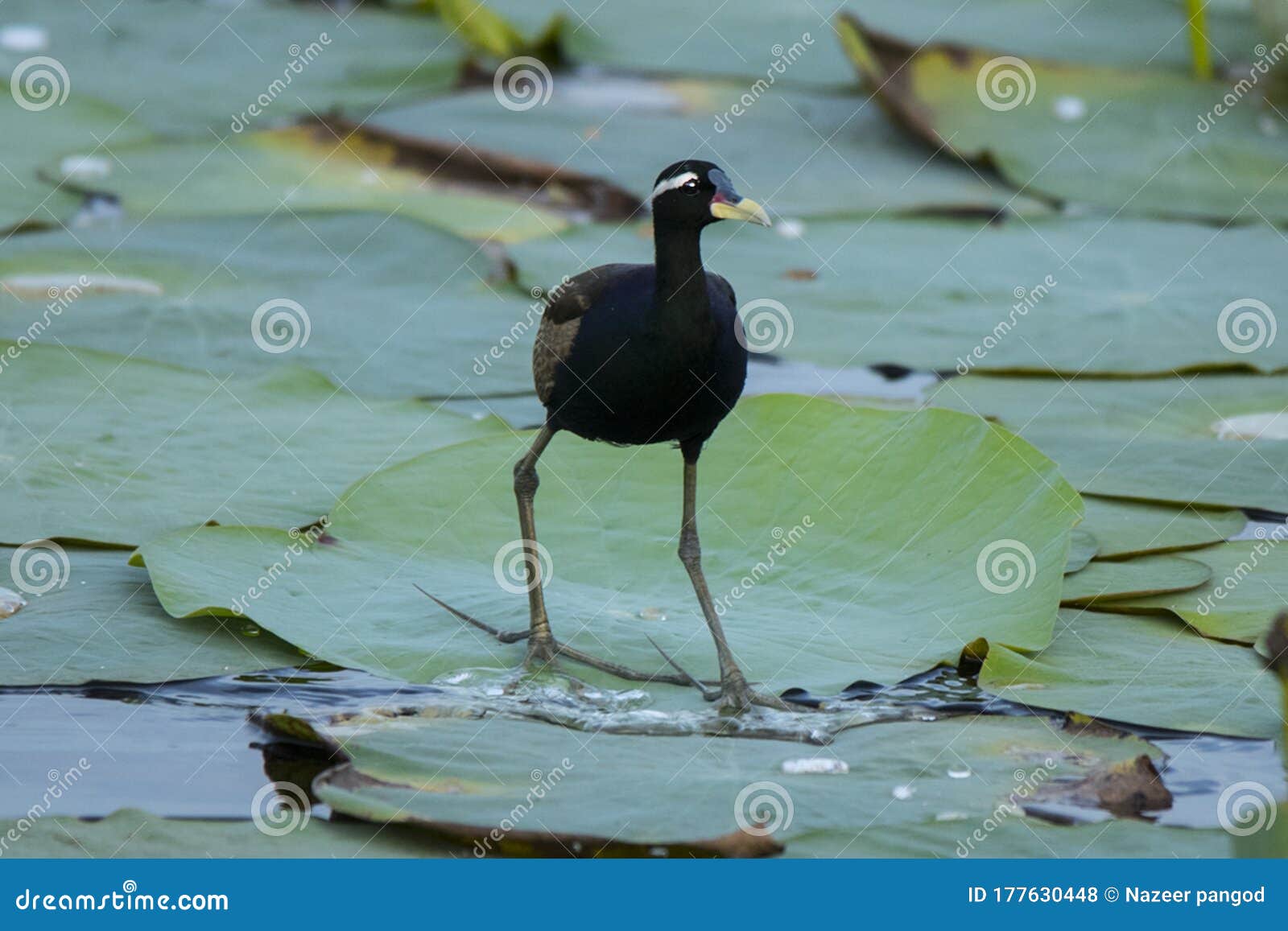 Jacana Bird Chick Indian Swampen Stock Photo - Image of chick, indian ...