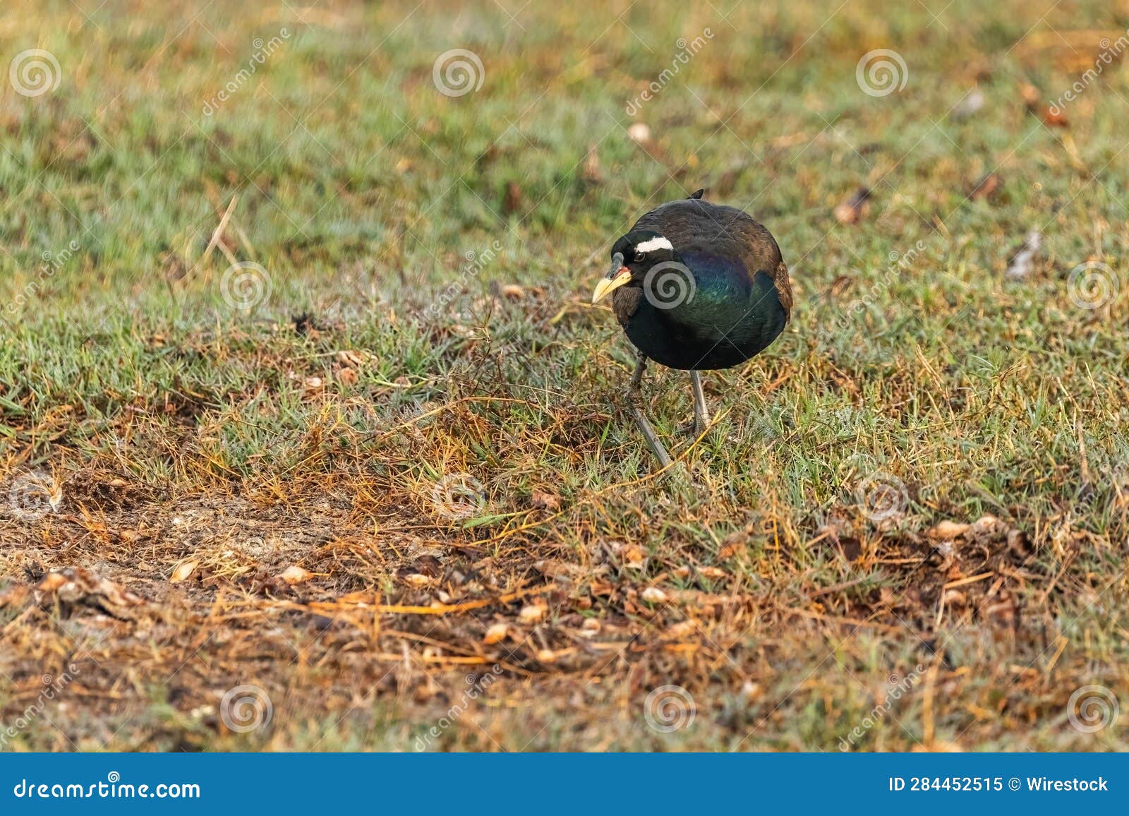 Jacana Bird Crouching in a Grassy Area Stock Image - Image of close ...
