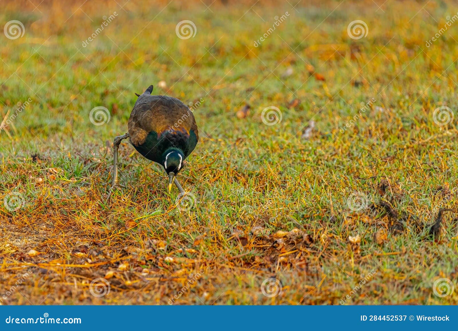 Jacana Bird Crouching in a Sunlit, Grassy Area Stock Image - Image of ...
