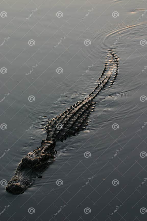 Jacaré imagem de stock. Imagem de lagoas, perigoso, poderoso - 1235689