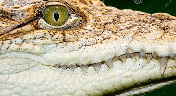 Jacaré foto de stock. Imagem de selvagem, animal, dentes - 13105026