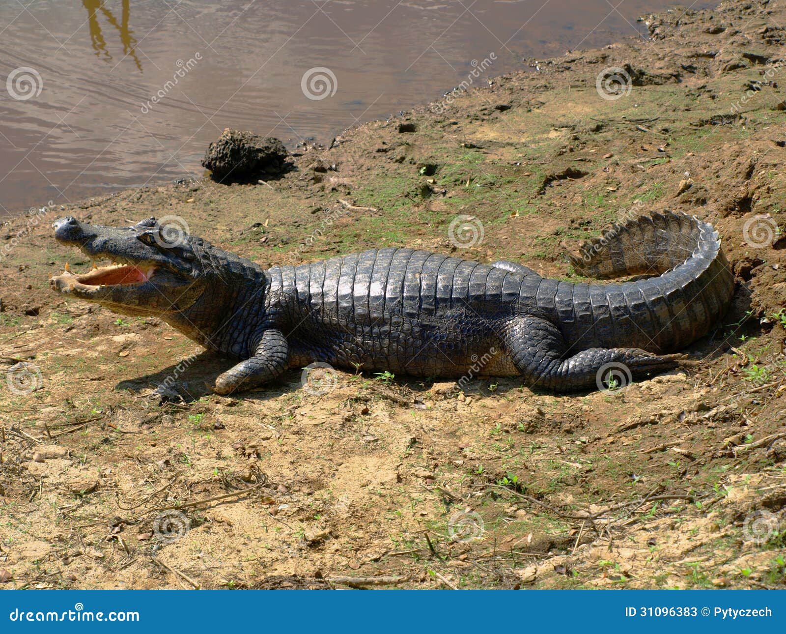 Jacaré imagem de stock. Imagem de animal, assoalho, gigante - 31096383