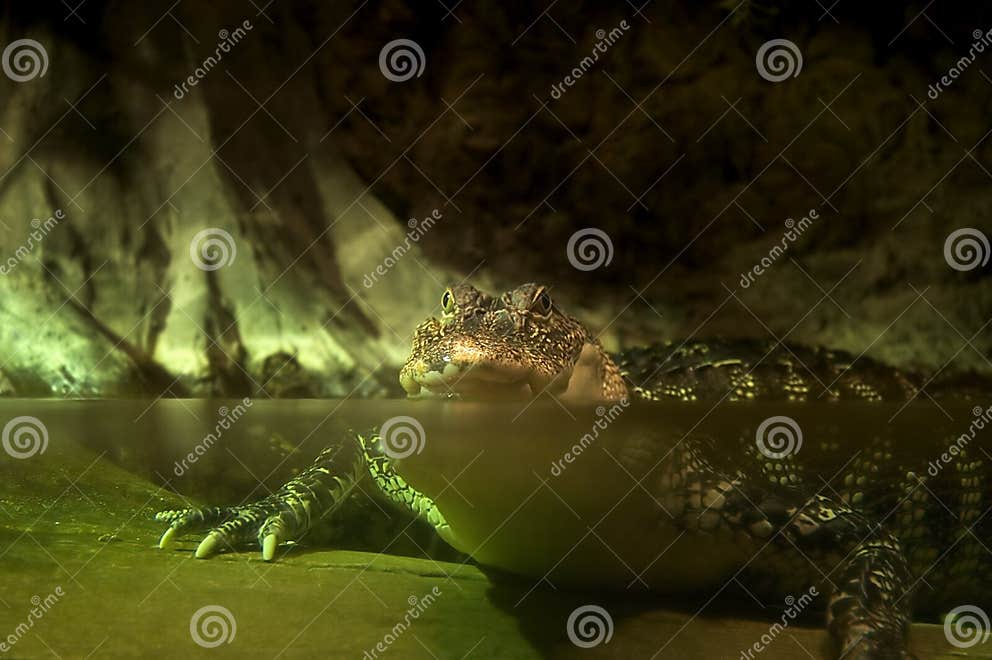 Jacaré imagem de stock. Imagem de animal, marinho, feliz - 324207