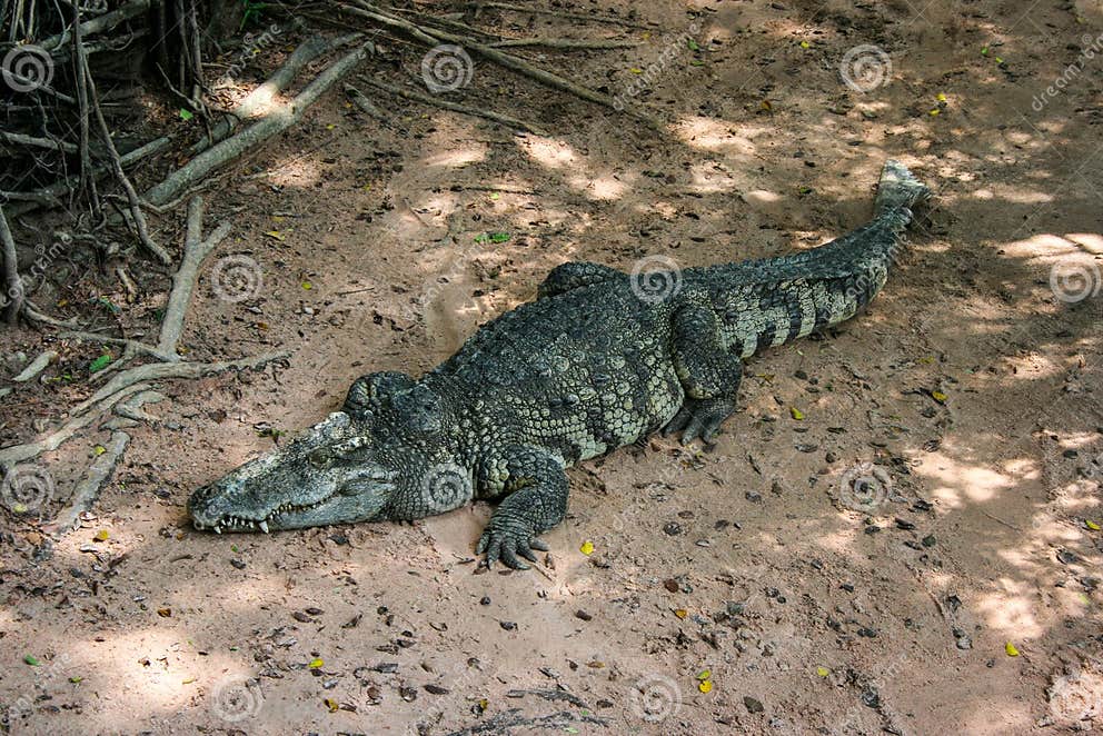 Jacaré imagem de stock. Imagem de réptil, animal, pântano - 38260085