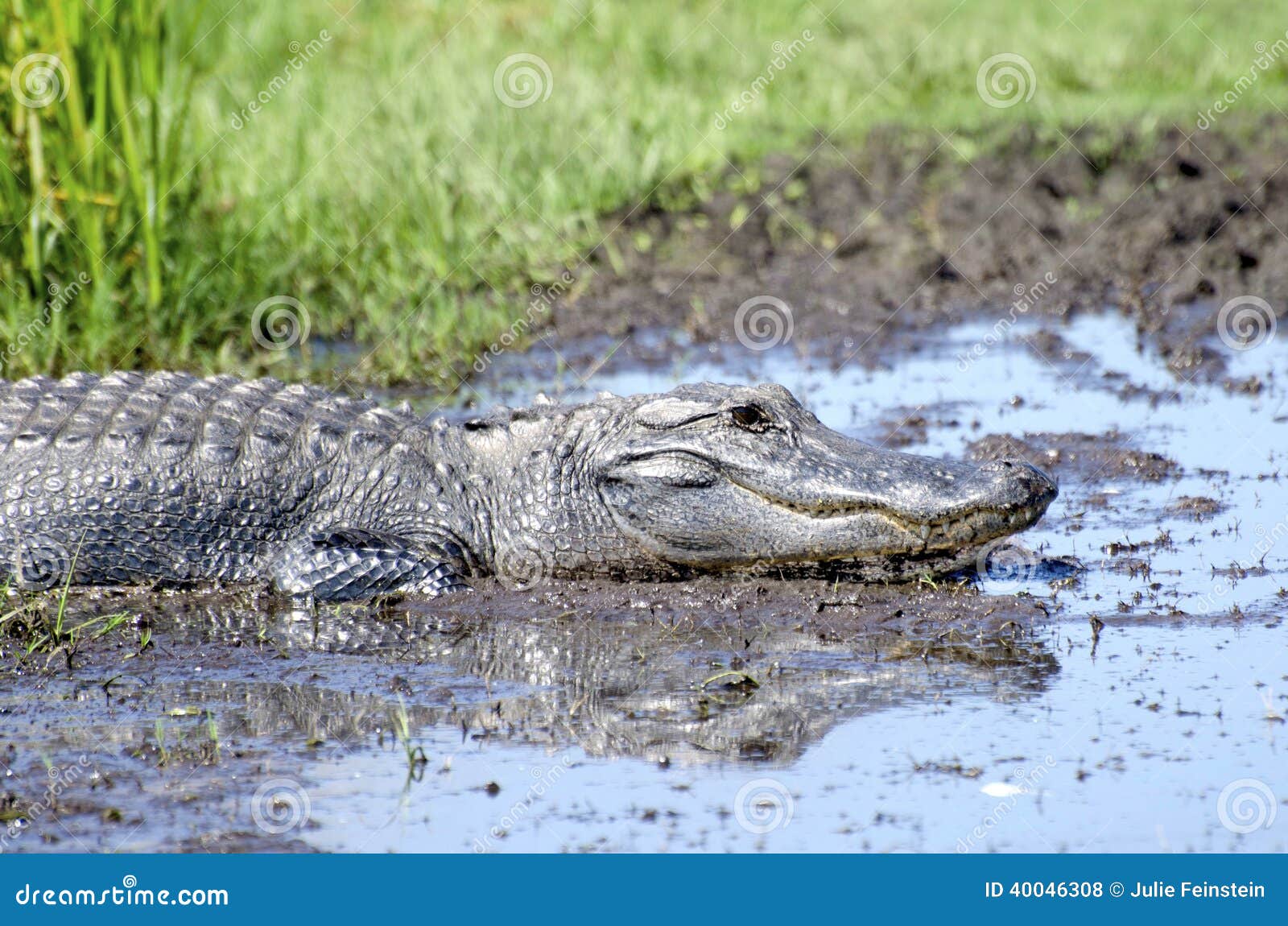 Jacaré foto de stock. Imagem de dentes, perigo, selvagem - 40046308
