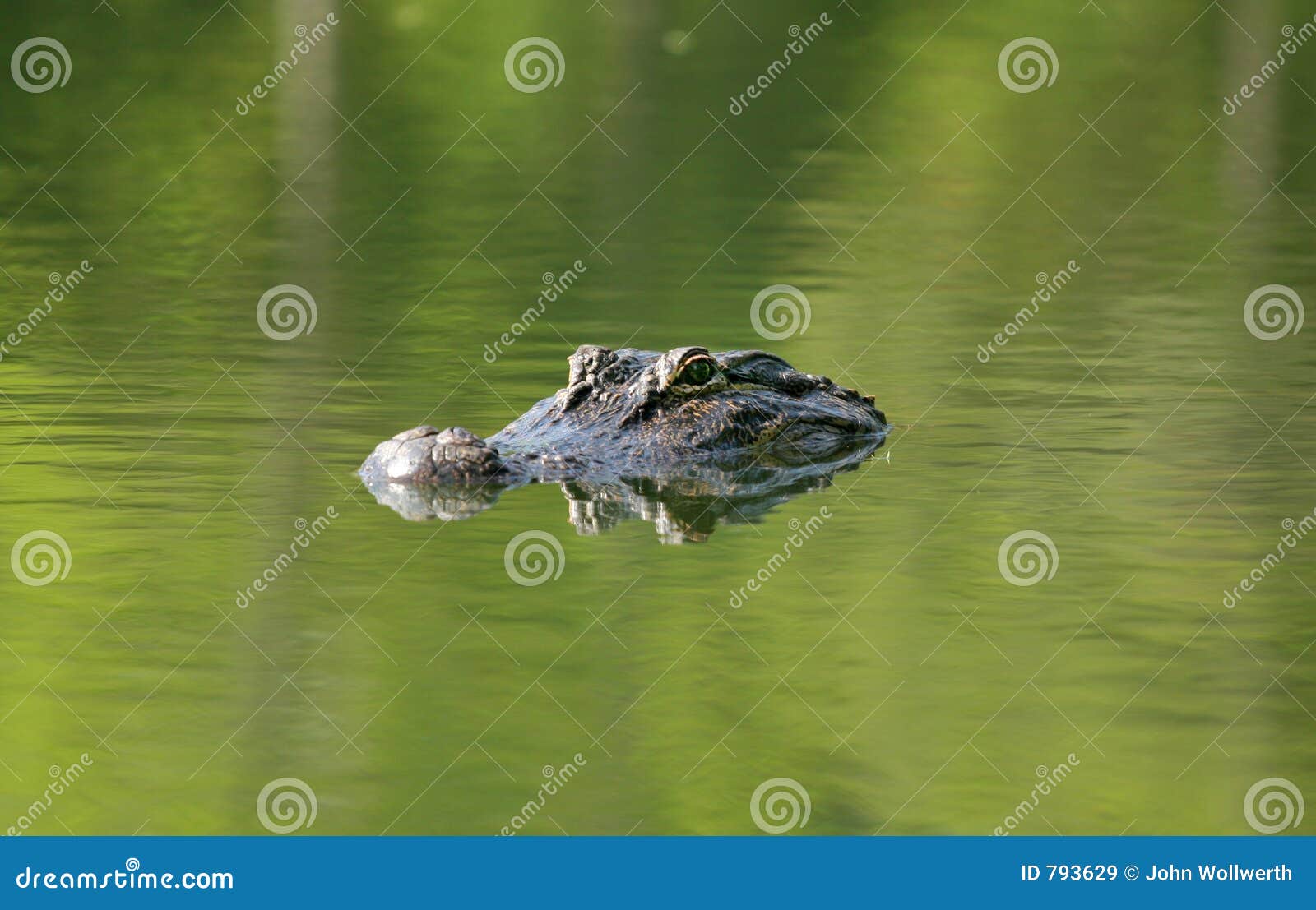 Jacaré imagem de stock. Imagem de jacaré, crocodilo, animal - 793629