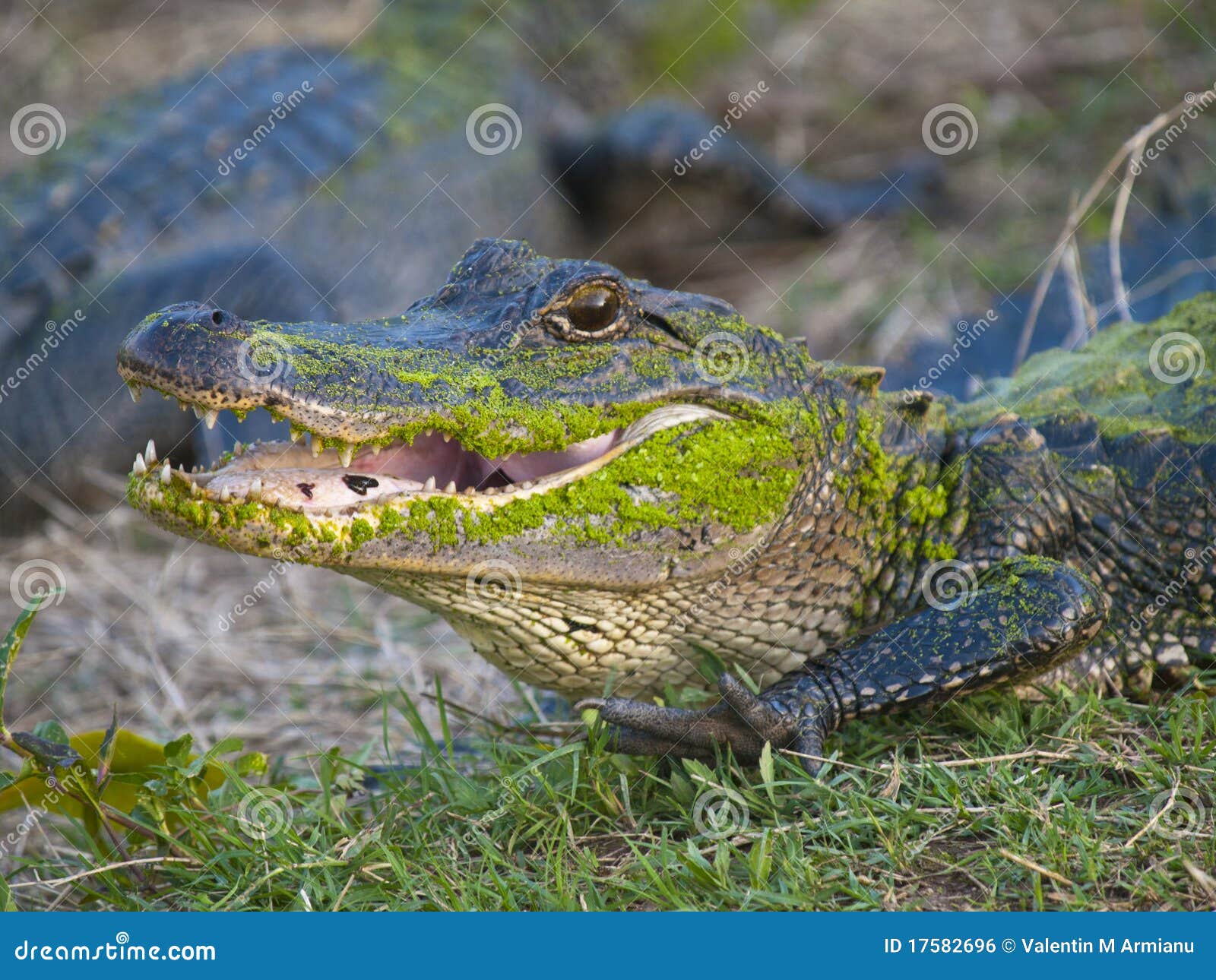 Jacaré americano foto de stock. Imagem de wildlife, americano - 17582696